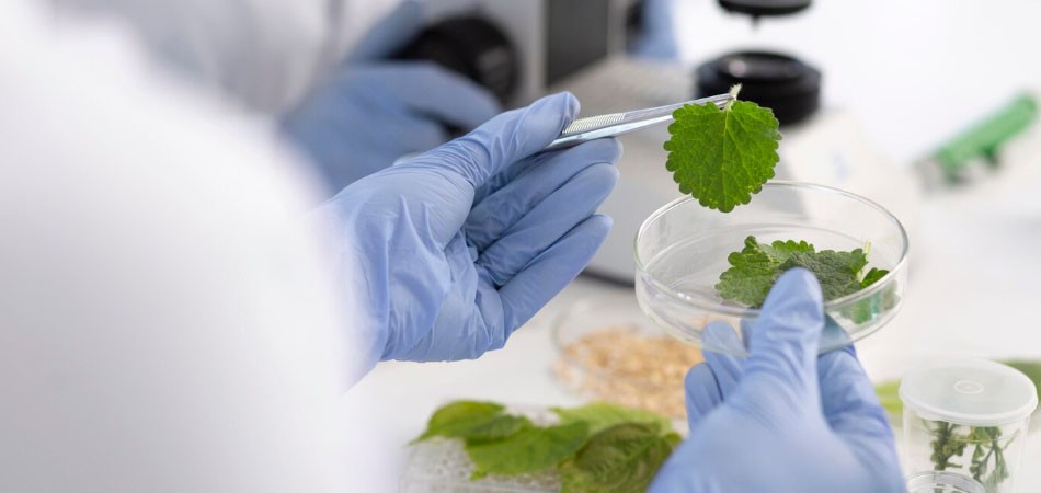 Explore BSc in Biotechnology:Course Overview and Insights